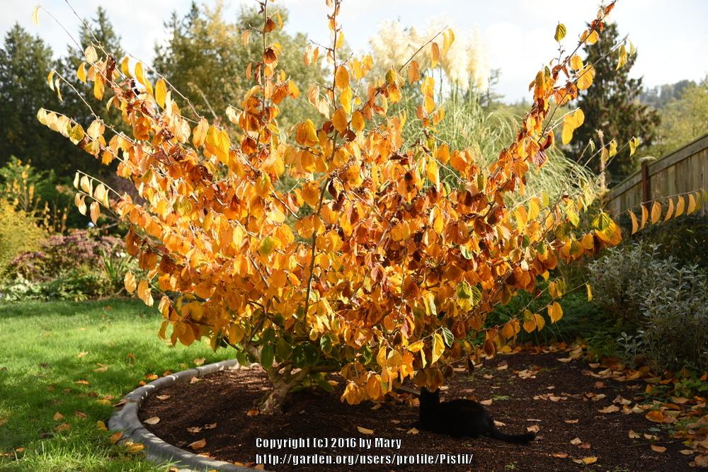 Photo of the fall color of Witch Hazel (Hamamelis 'Pallida') posted by ...