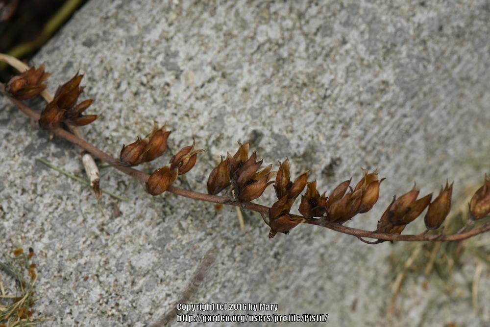 Photo of the seed pods or heads of Digger's Speedwell (Veronica ...