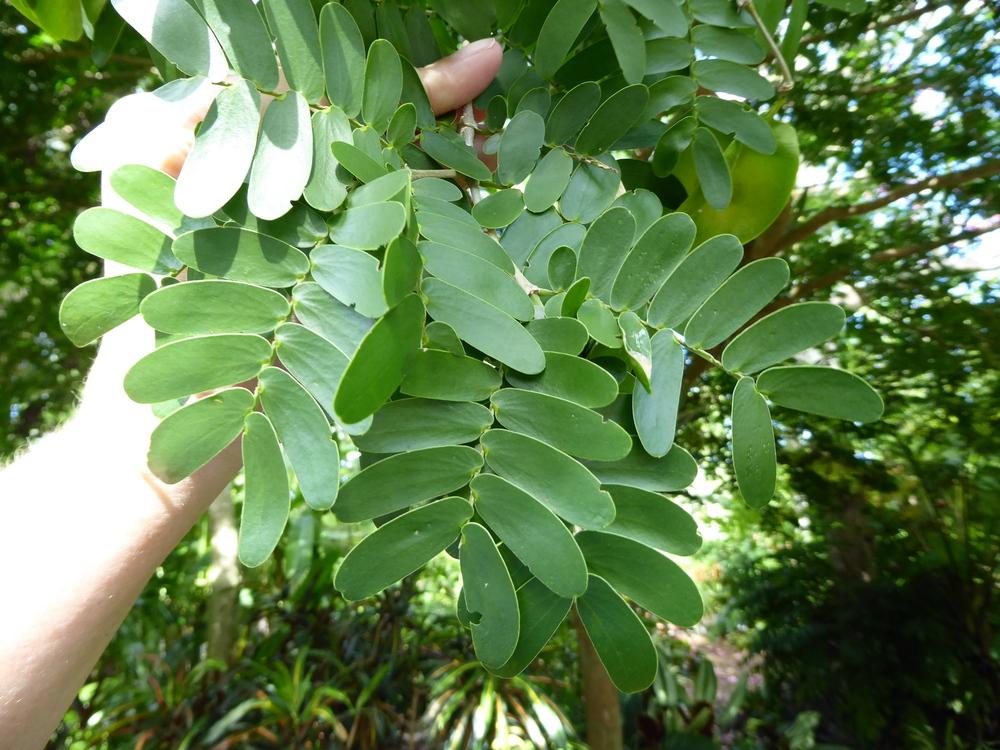 Photo of the leaves of Verawood (Bulnesia arborea) posted by mellielong ...