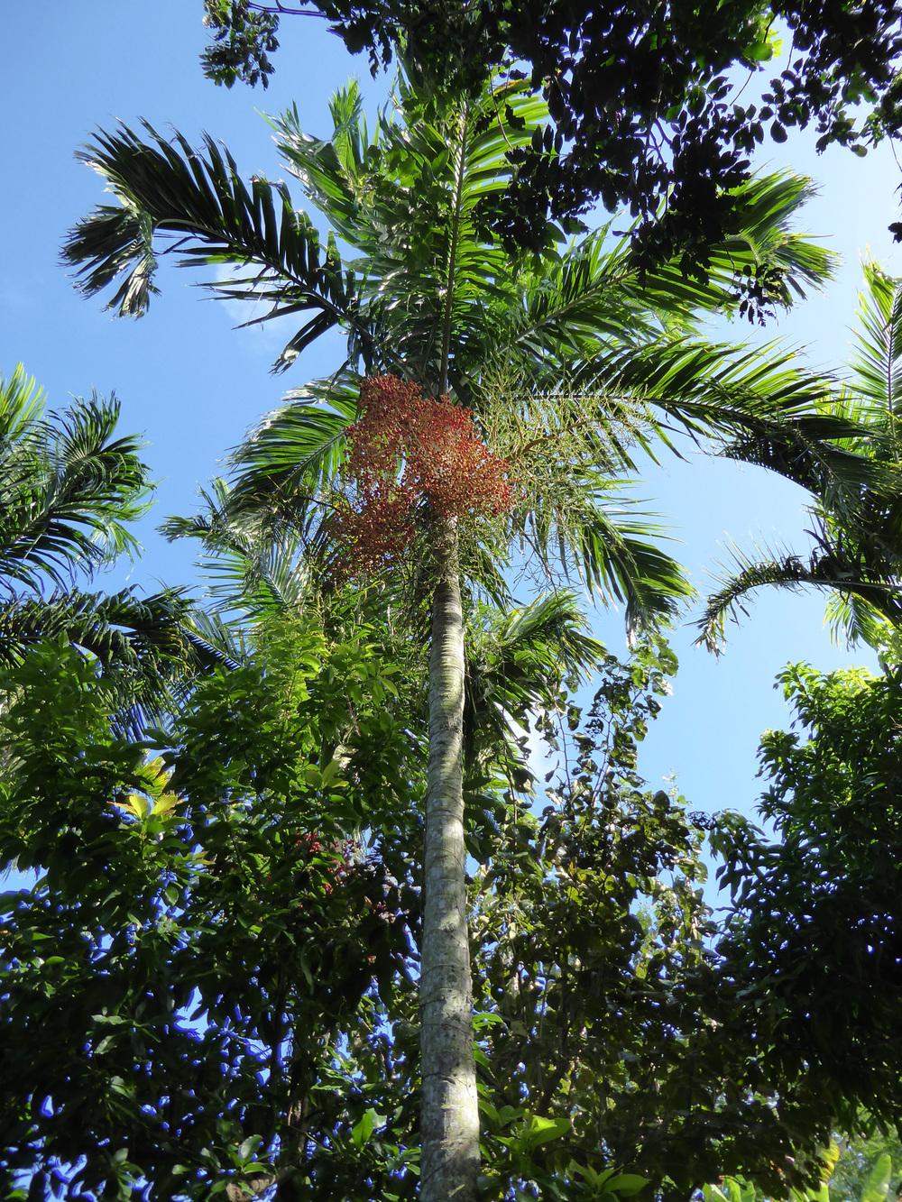 Winin Palm (Veitchia winin) - Garden.org