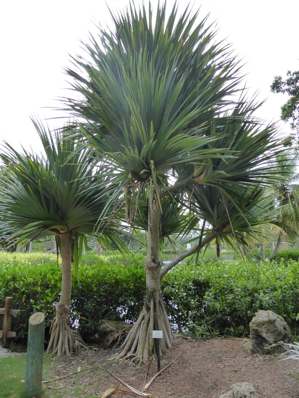 Photo of the entire plant of Madagascar Screw Pine (Pandanus utilis ...
