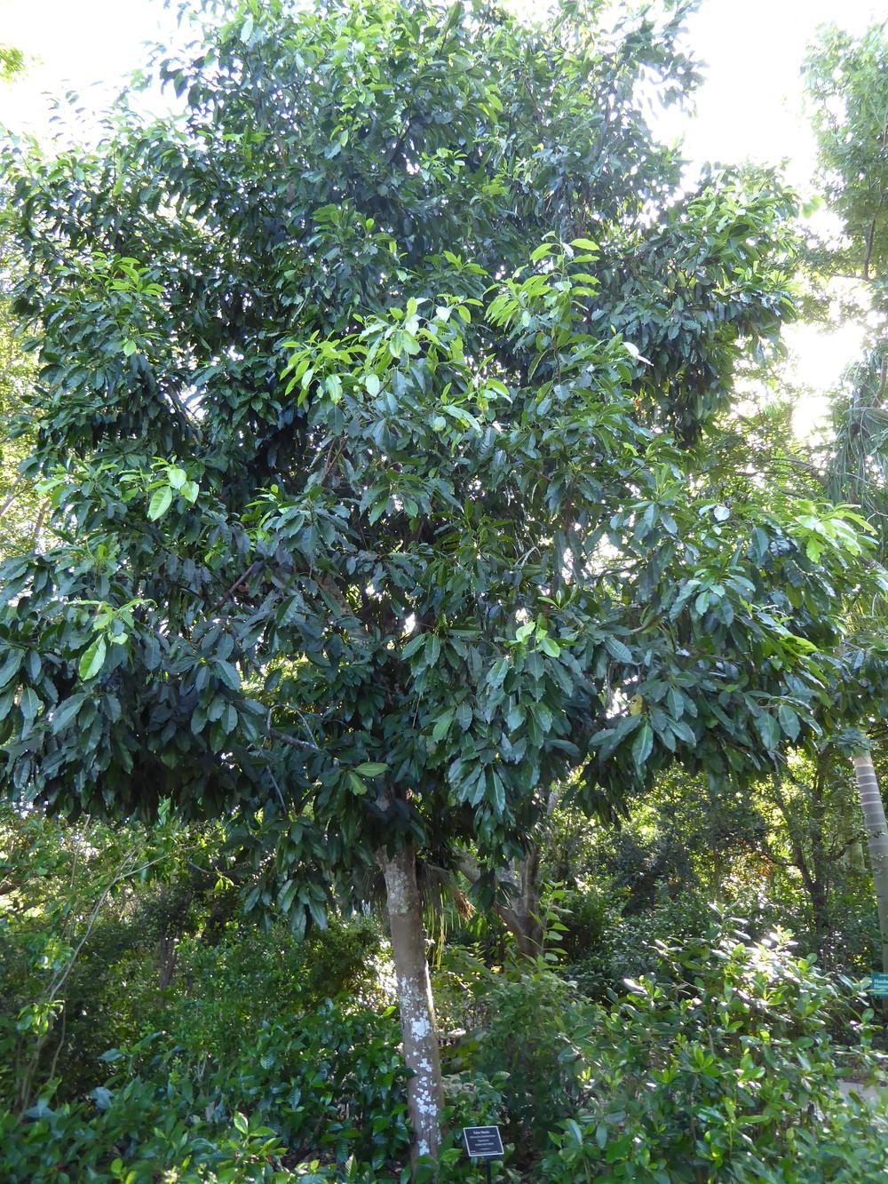 False Mastic (Sideroxylon foetidissimum) - Garden.org