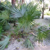 Photo of the entire plant of Key Thatch Palm (Thrinax morrisii) posted ...