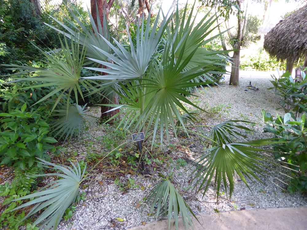 Photo of the entire plant of Key Thatch Palm (Thrinax morrisii) posted ...