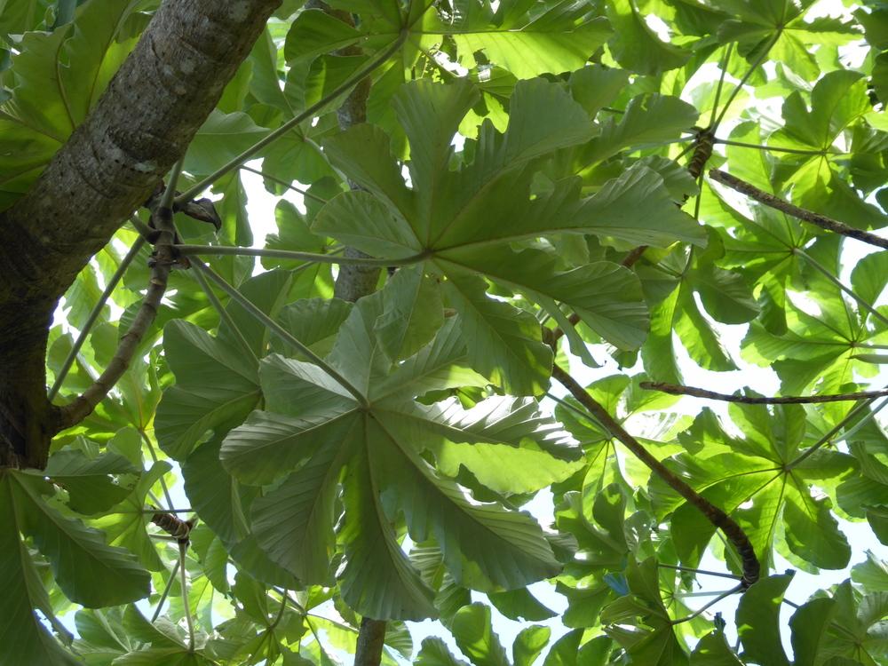 Photo of the leaves of Snakewood Tree (Cecropia palmata) posted by ...