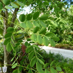 Photo of the bloom of Bridalveil Tree (Caesalpinia granadillo) posted ...