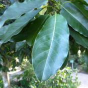 False Mastic (Sideroxylon foetidissimum) - Garden.org