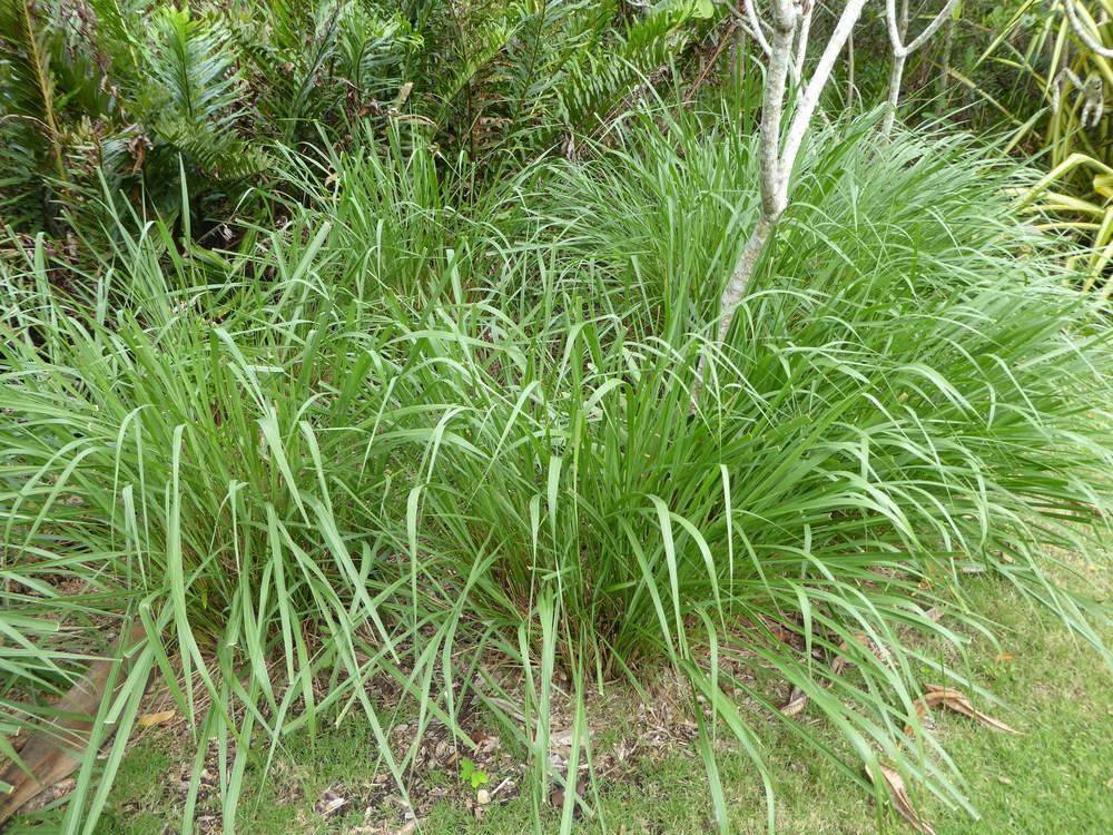 Tripsacum Dactyloides Fakahatchee Grass