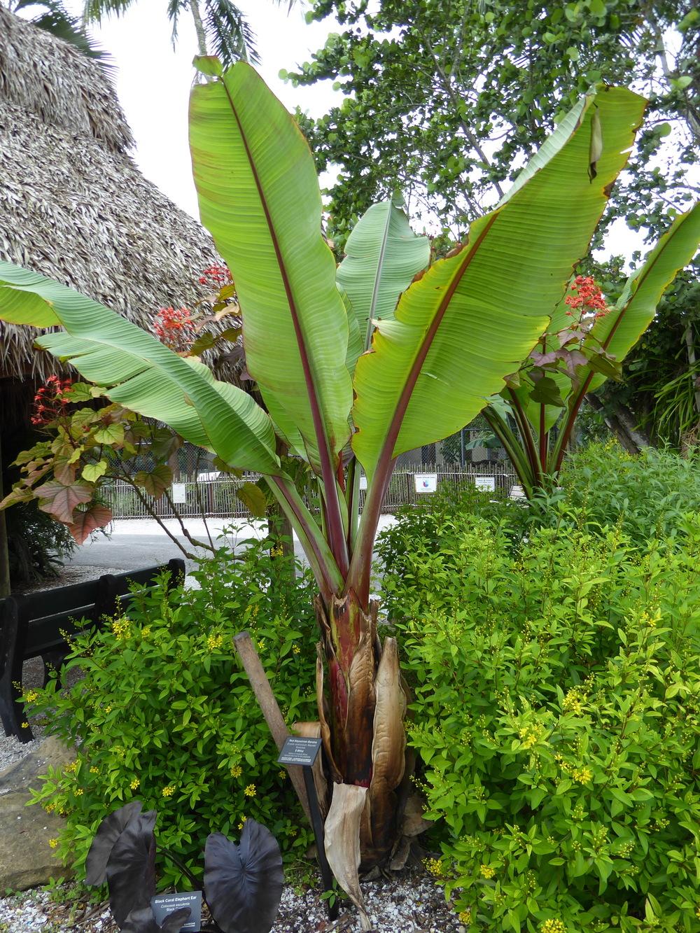 False Bananas: Plant Care and Collection of Varieties - Garden.org