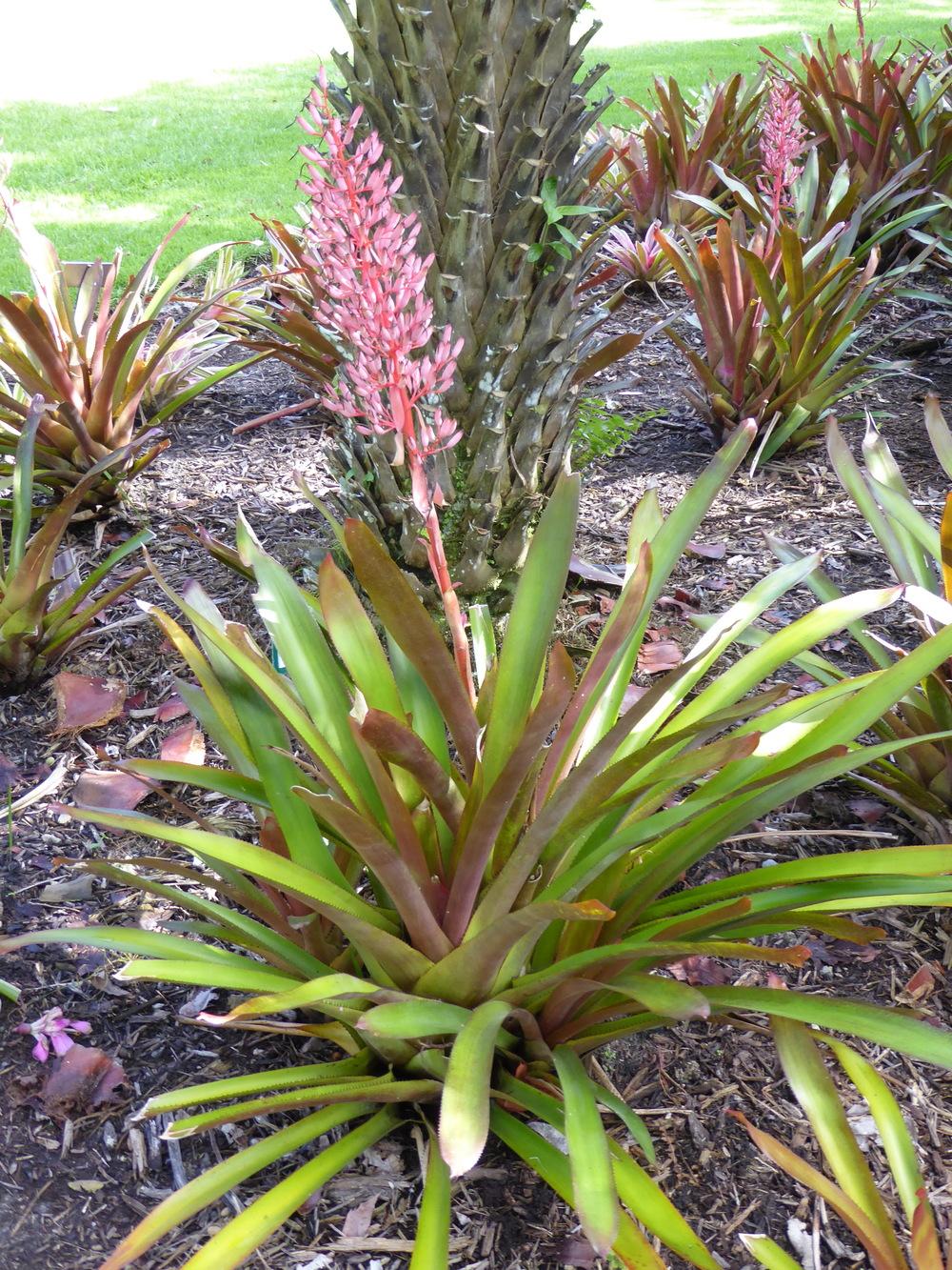 Portea 'Jungles' - Garden.org