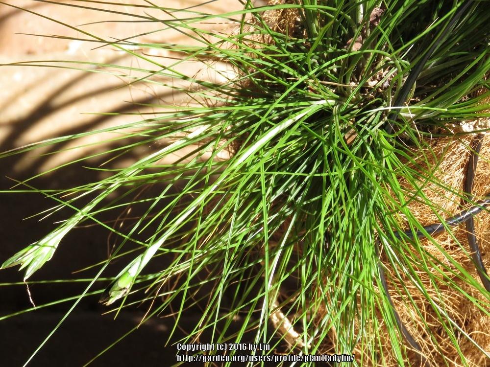 Photo of the entire plant of Southern needleleaf (Tillandsia setacea ...