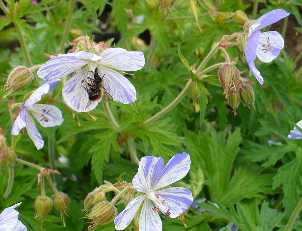 Photo of the bloom of Meadow Cranesbill (Geranium pratense 'Splish ...