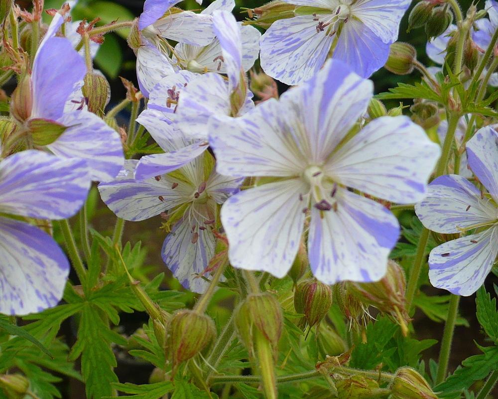 Photo of the closeup of buds, sepals and receptacles of Meadow ...
