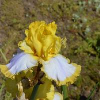 Tall Bearded Iris (Iris 'Calming Influence') in the Irises Database ...