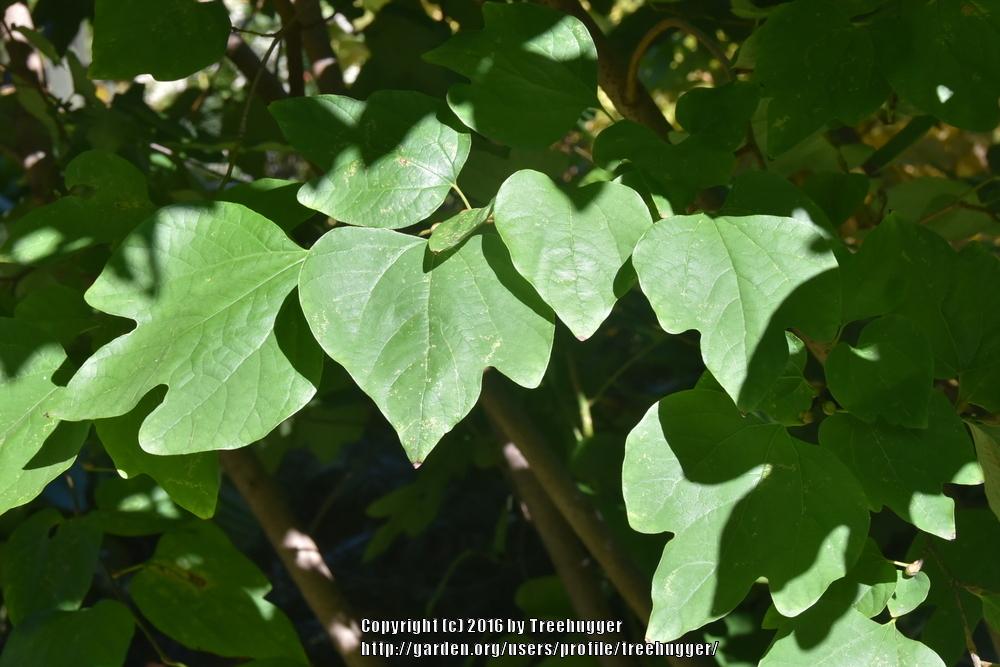 Photo of the leaves of Japanese Spicebush (Lindera obtusiloba) posted ...