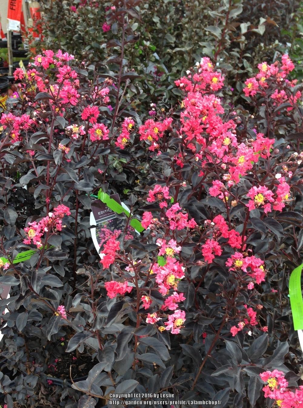 Photo of the entire plant of Crepe Myrtle (Lagerstroemia Midnight Magic ...