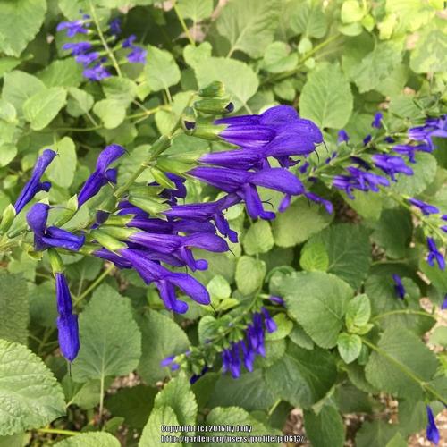 Salvia 'Van Remsen' in the Salvias Database - Garden.org