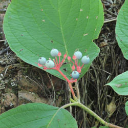 Roundleaf Dogwood (Cornus rugosa) in the Dogwoods Database - Garden.org