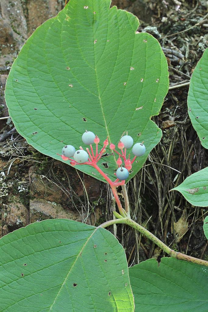 Photo of the fruit of Roundleaf Dogwood (Cornus rugosa) posted by ...