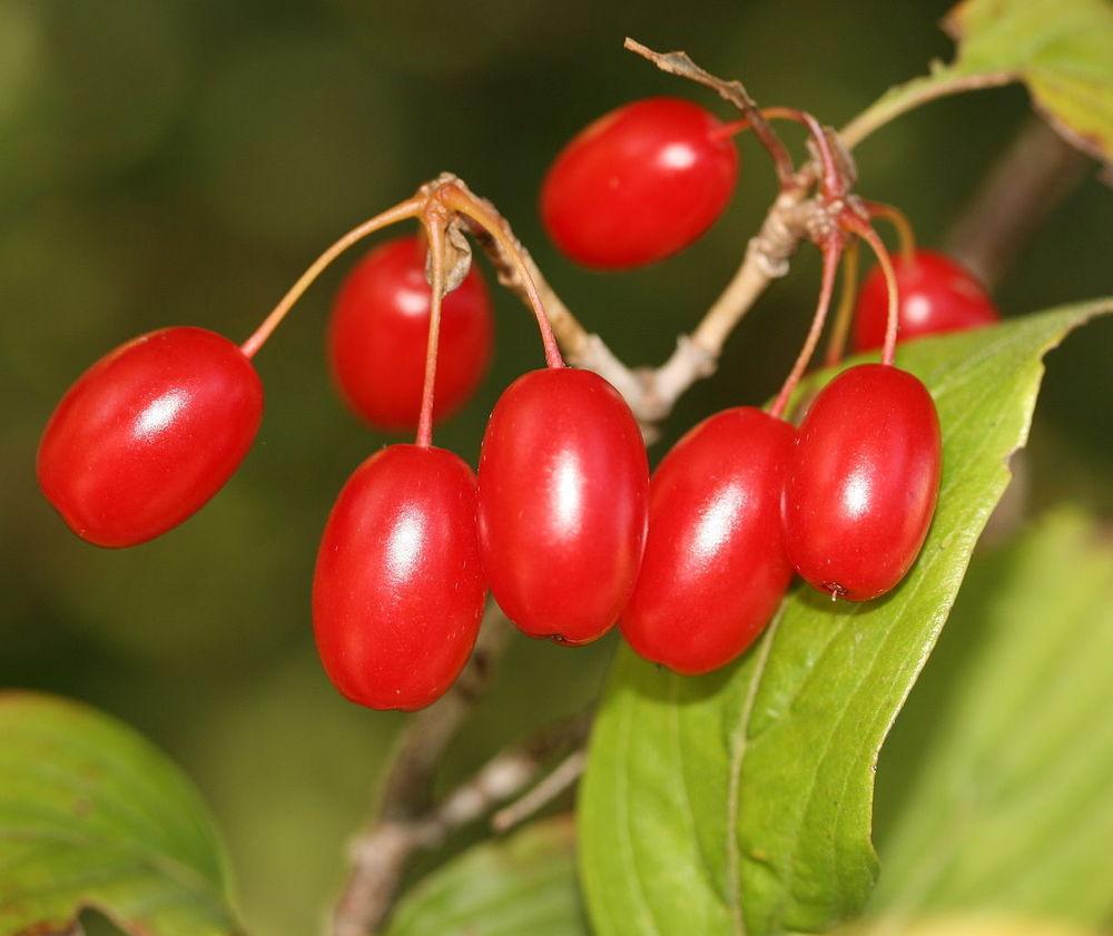 Photo of the fruit of Cornelian Cherry (Cornus officinalis) posted by ...