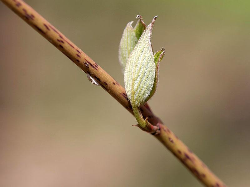 Roundleaf Dogwood (Cornus rugosa) in the Dogwoods Database - Garden.org