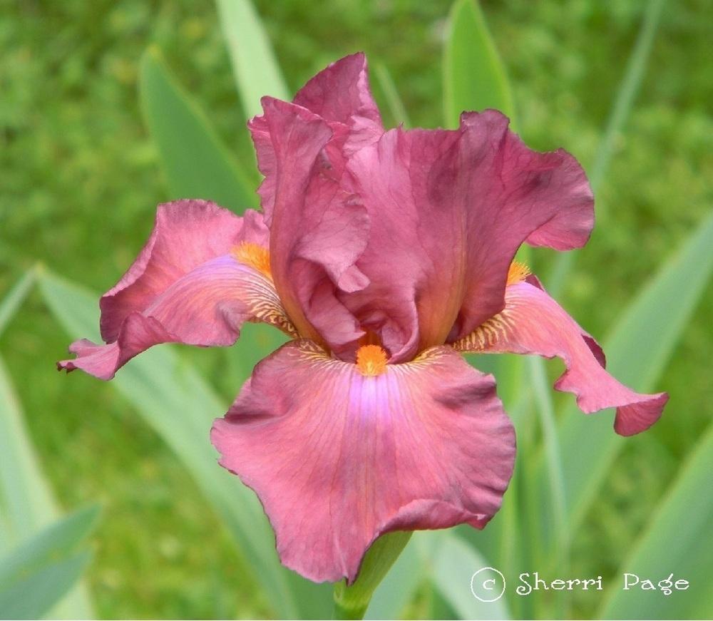 Photo of the bloom of Tall Bearded Iris (Iris 'Lady Friend') posted by ...