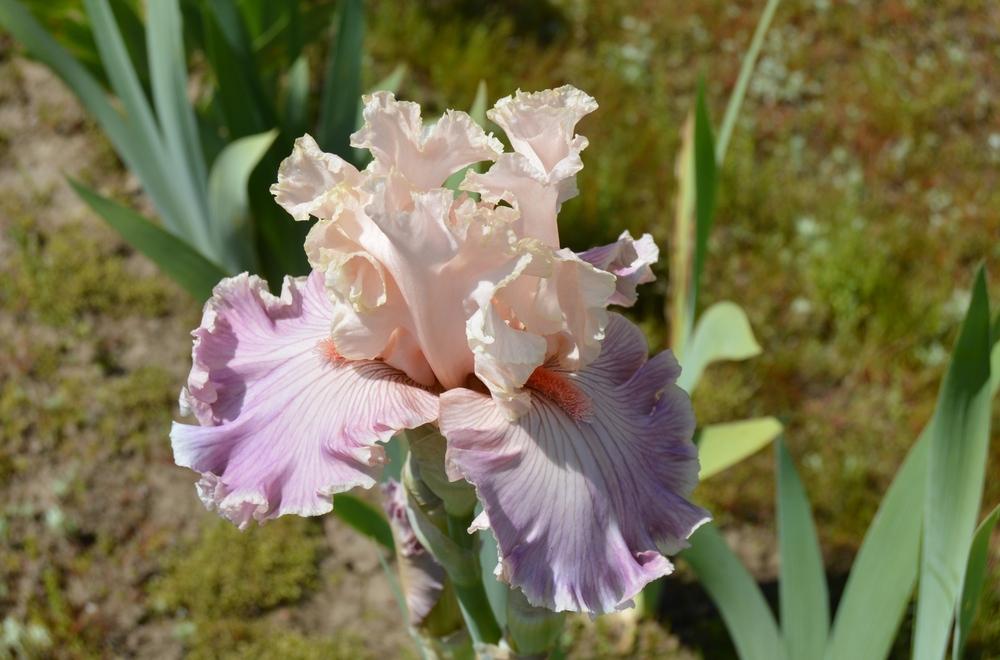 Photo of the bloom of Tall Bearded Iris (Iris 'Cross My Heart') posted ...