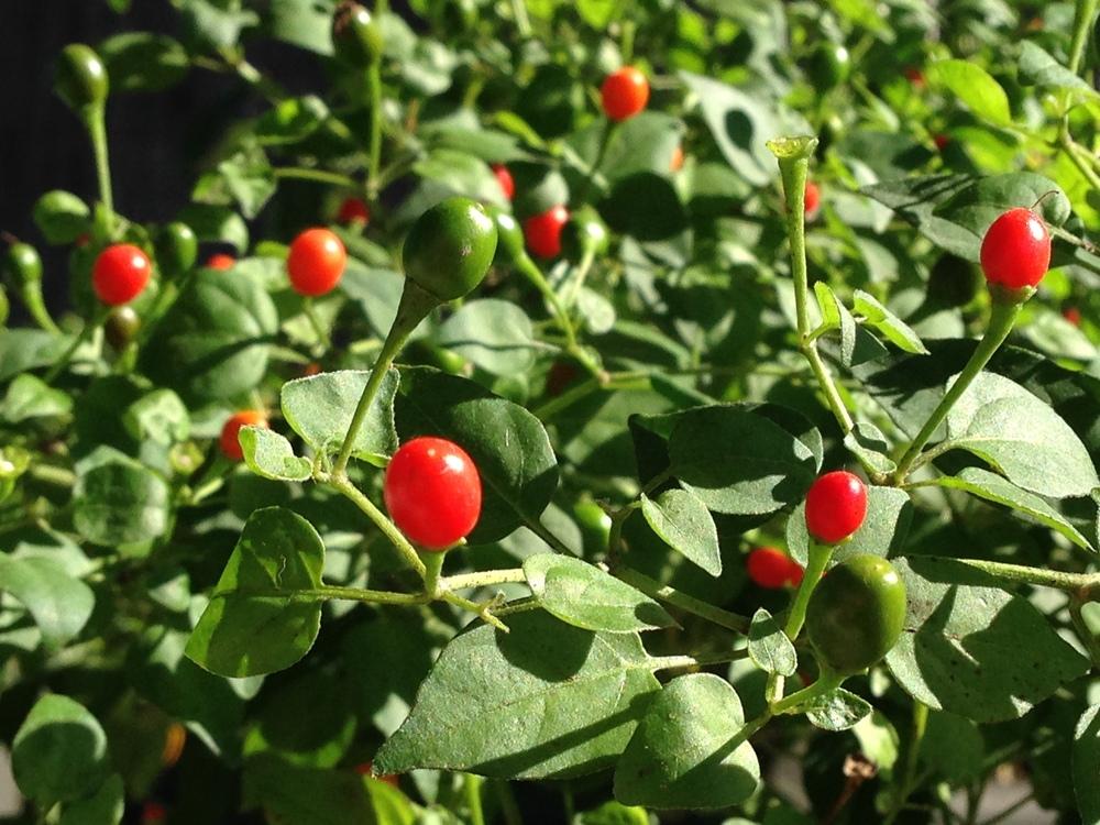 Photo of the fruit of Hot Pepper (Capsicum annuum var. glabriusculum ...