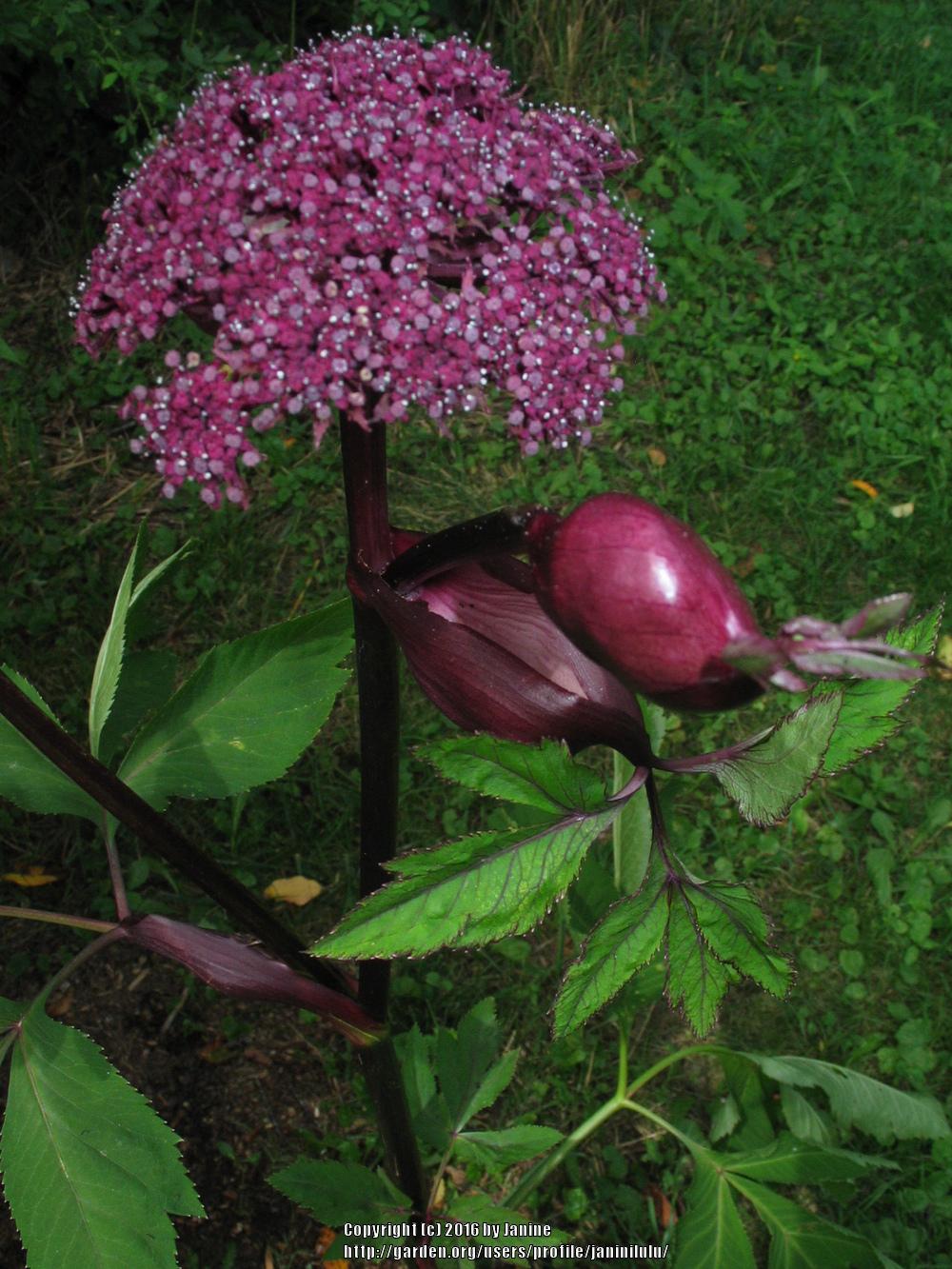Photo of the bloom of Purple Angelica (Angelica gigas) posted by ...