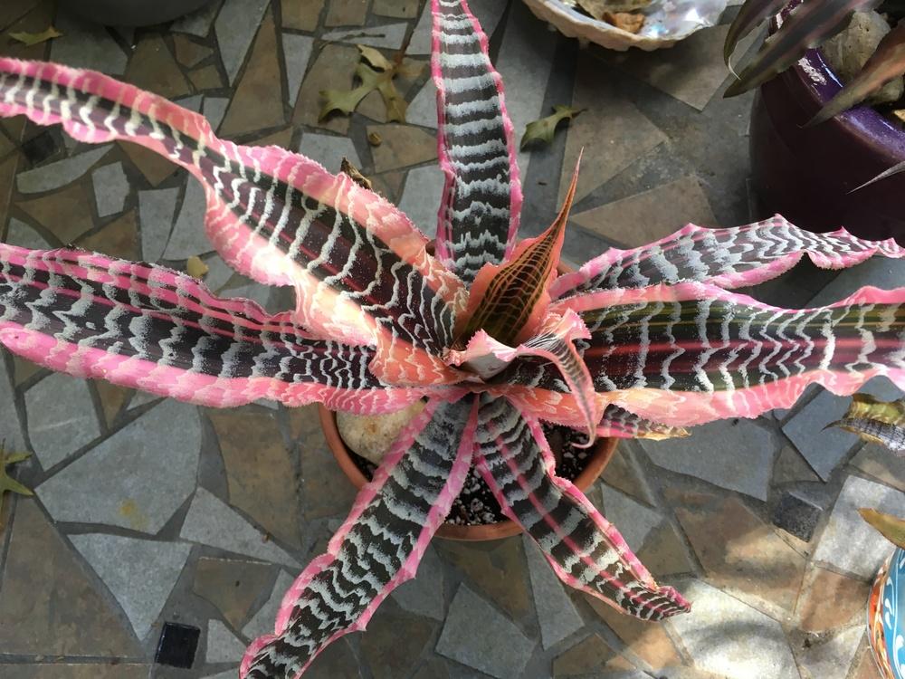 Photo of the entire plant of Earth Star (Cryptanthus 'Elaine') posted ...