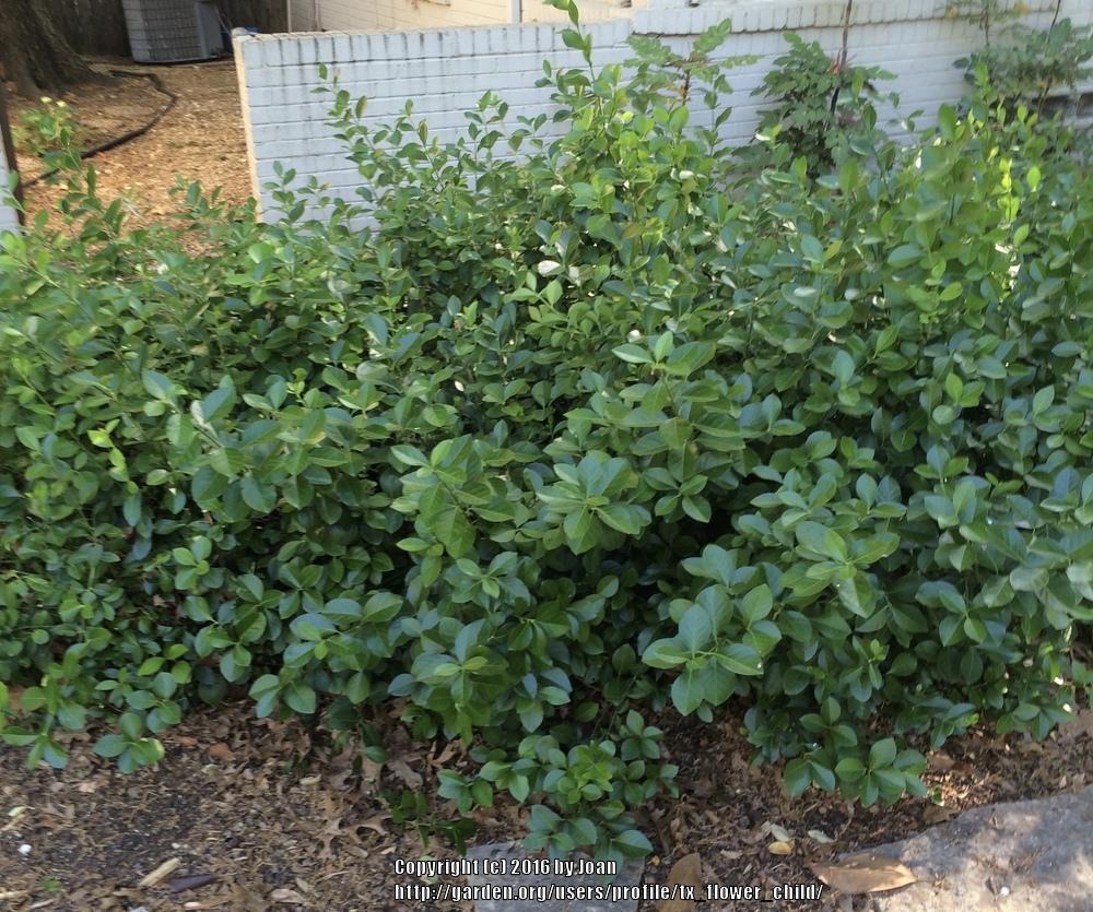 Photo of the entire plant of Purple Wintercreeper Euonymus (Euonymus ...
