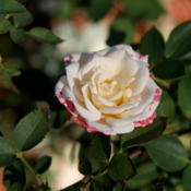 Rose (Rosa 'Innocence') in the Roses Database - Garden.org