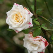 Rose (Rosa 'Innocence') in the Roses Database - Garden.org