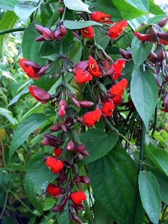Scarlet Clock Vine in The All Things Plants Most Popular Vines and ...