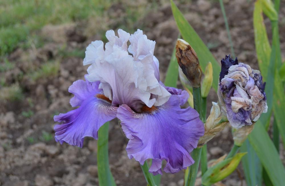 Photo of the bloom of Tall Bearded Iris (Iris 'Dance a Dance') posted ...