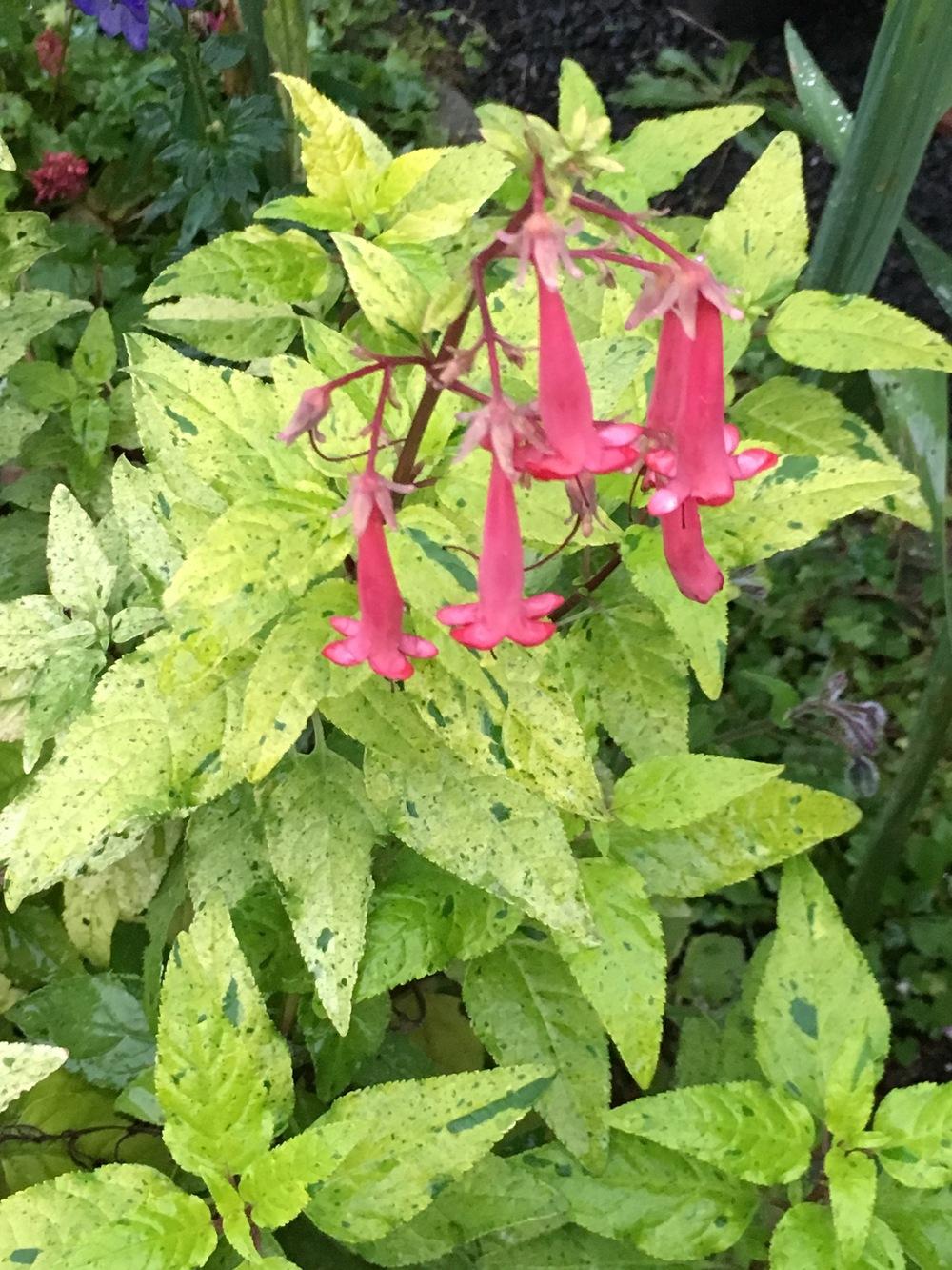 Cape Fuchsia (Phygelius 'Lemon Spritzer') - Garden.org