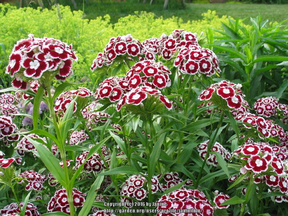 Photo of the entire plant of Sweet William (Dianthus barbatus 'Holborn ...