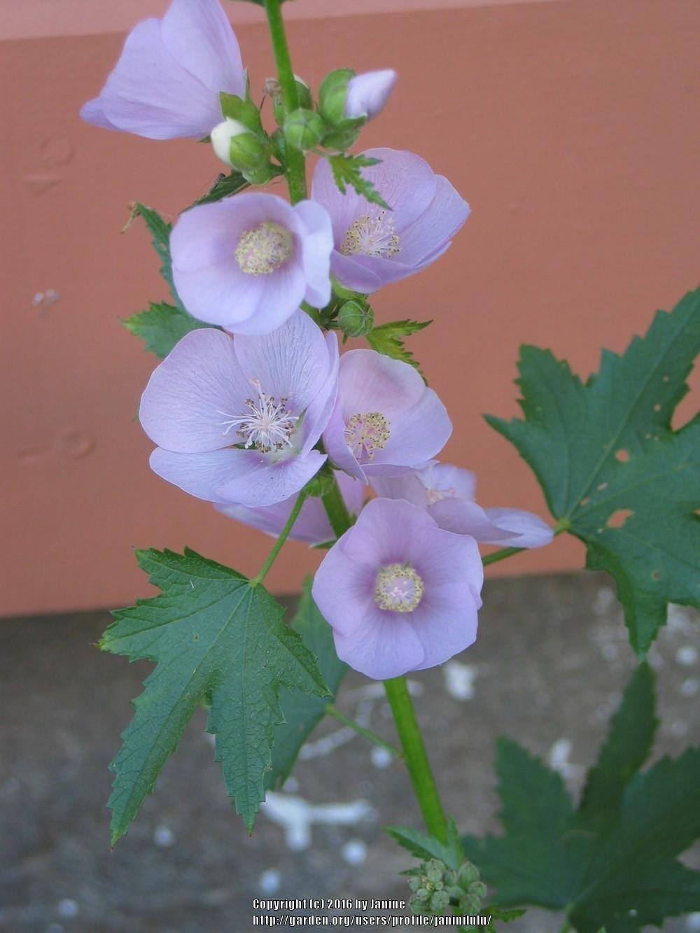 Streambank Wild Hollyhock (Iliamna rivularis) - Garden.org