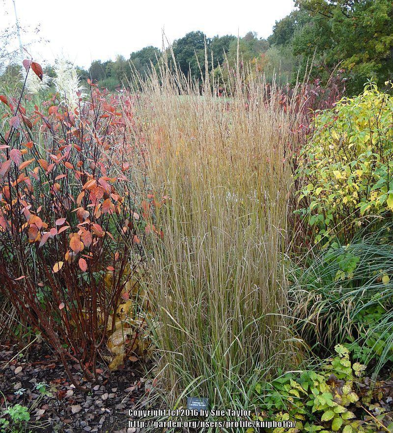 Photo of the fall color of Feather Reed Grass (Calamagrostis x ...