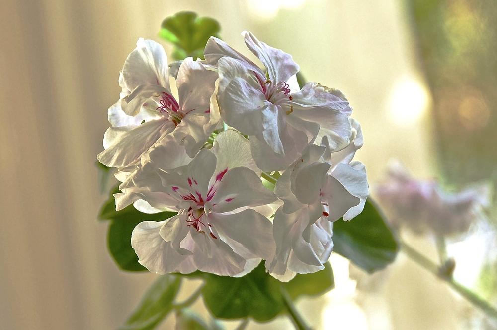 Pelargoniums: Plant Care and Collection of Varieties - Garden.org
