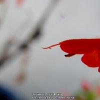 Photo of the stamens, filaments and pistils of Salvia (Salvia splendens ...