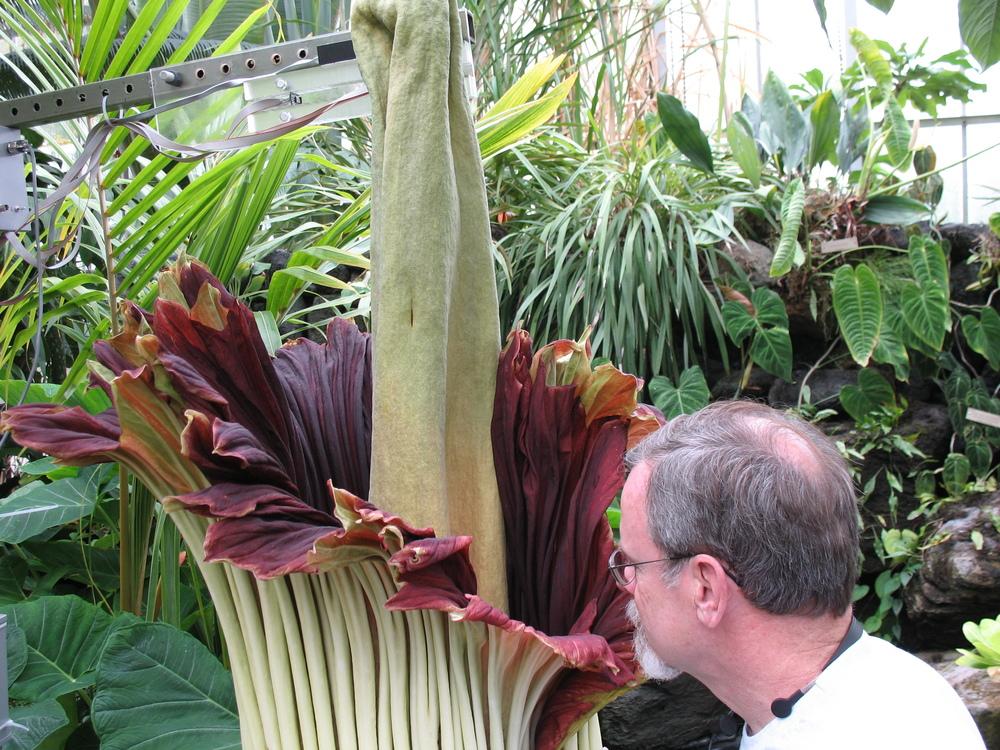 Amorphophallus: Plant Care and Collection of Varieties - Garden.org