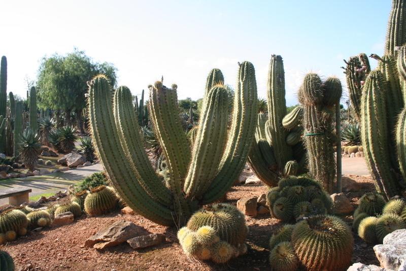 Photo of the entire plant of Leucostele atacamensis subsp. pasacana ...