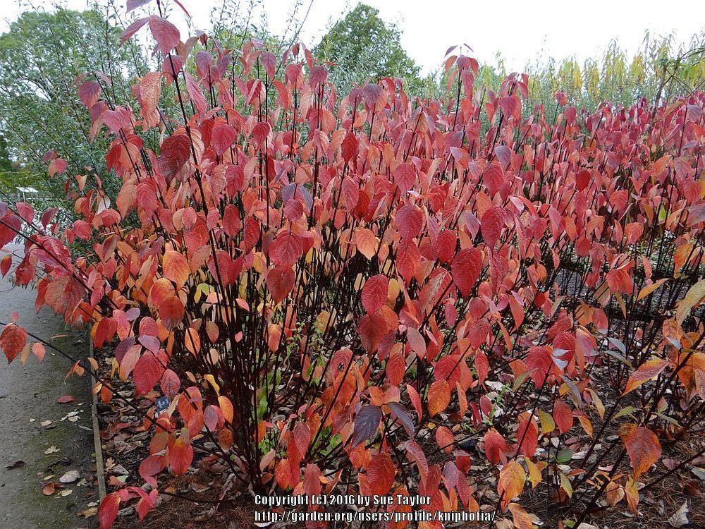 Photo of the fall color of Tatarian Dogwood (Cornus alba 'Kesselringii ...