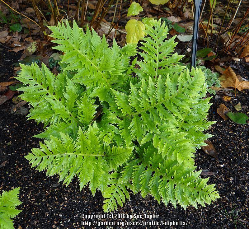 Polypodium cambricum 'Richard Kayse' - Garden.org
