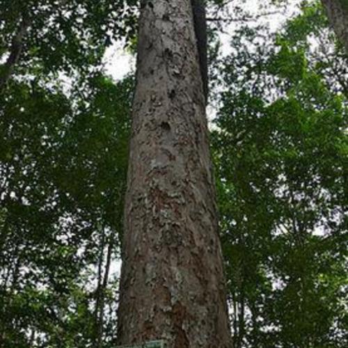 Keruing (Dipterocarpus crinitus) - Garden.org
