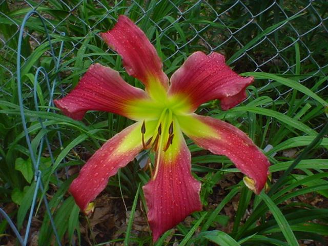 Daylily (Hemerocallis 'Raspberry Star') in the Daylilies Database ...