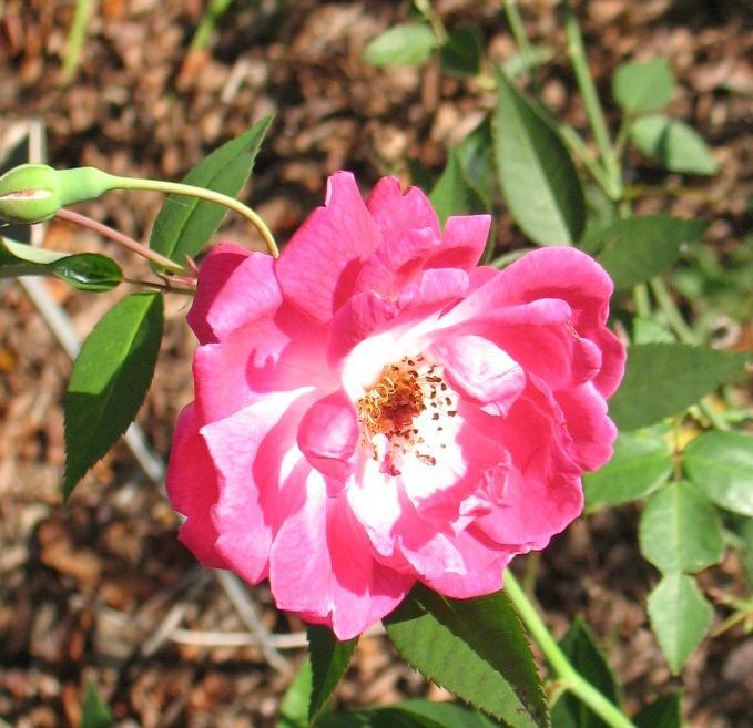 Photo of the bloom of Rose (Rosa 'Louis-Philippe') posted by ...