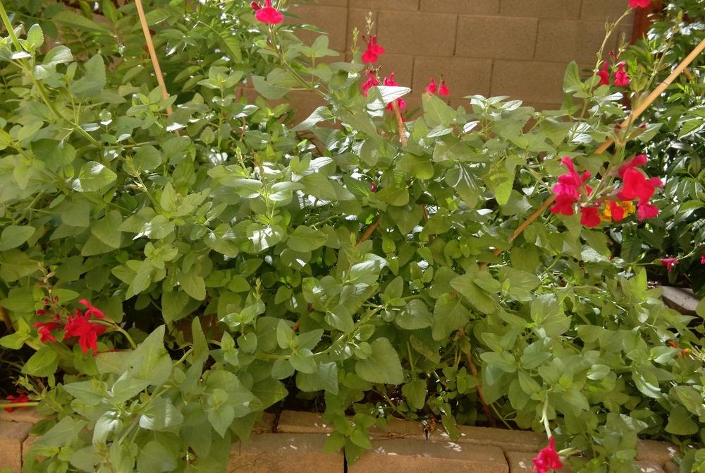Photo of the entire plant of Sage (Salvia Windwalker® Royal Red) posted ...