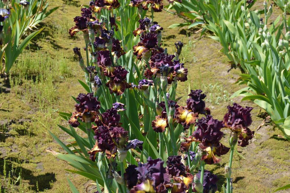 Photo of the bloom of Tall Bearded Iris (Iris 'Fire Danger') posted by ...